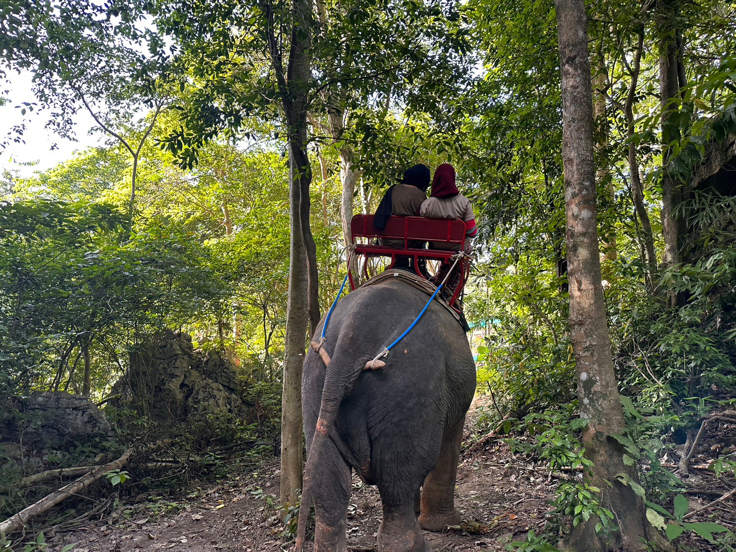 Why The Elephant Farm Experience in Thailand to be popular